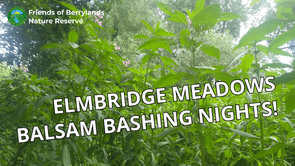 New Season of Evening Balsam Bashing – Berrylands Nature Reserve